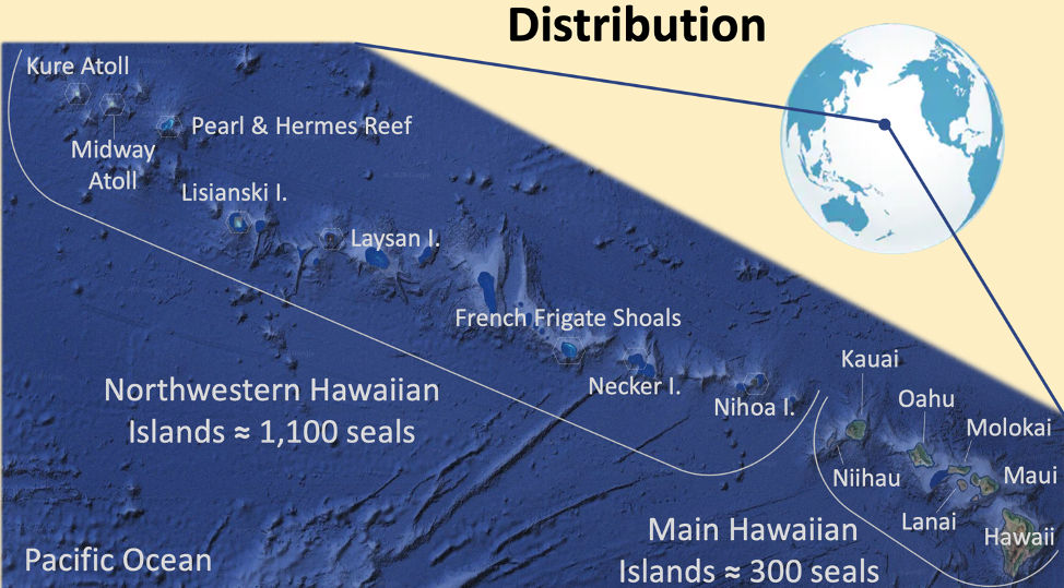 Eavesdropping on Hawaiian monk seals