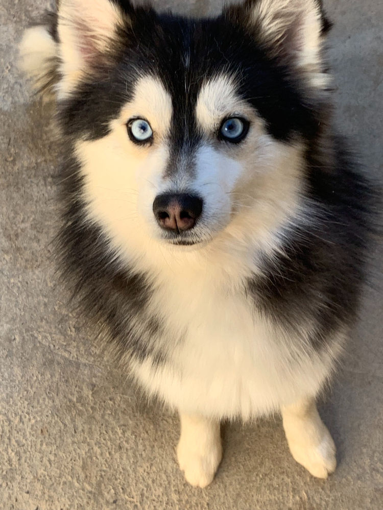 Pomsky Dog Breed: Information and Personality Traits