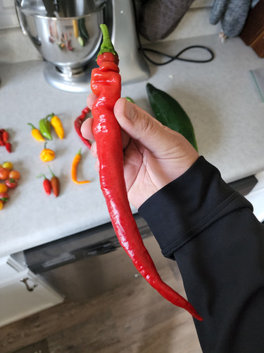 Hangjiao Space Pepper #8 - Total Eclipse | Sauce and Spice