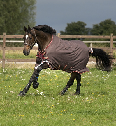 HWI Amigo Bravo 12 Original 0g- Disc Front | DK Tack and Supply