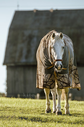 Flysheets | DK Tack and Supply