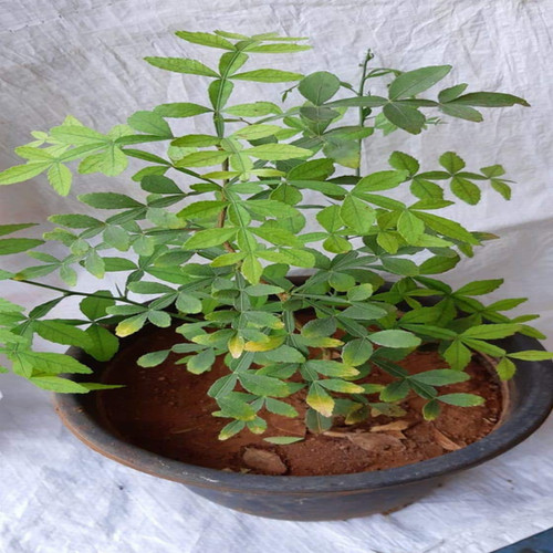 MAHA VILVAM PLANT 9 TO 13 LEAVES | MORINGA INTERNATIONAL (P0 LTD
