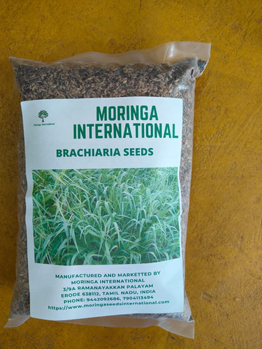 BRACHIARIA SEEDS MULATTO II SEEDS | MORINGA INTERNATIONAL (P0 LTD