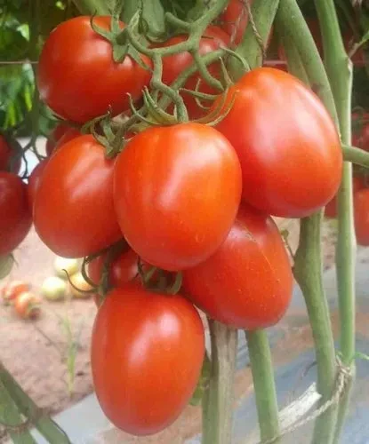 Hybrid Tomato Seed PKM 1 | MORINGA INTERNATIONAL (P0 LTD