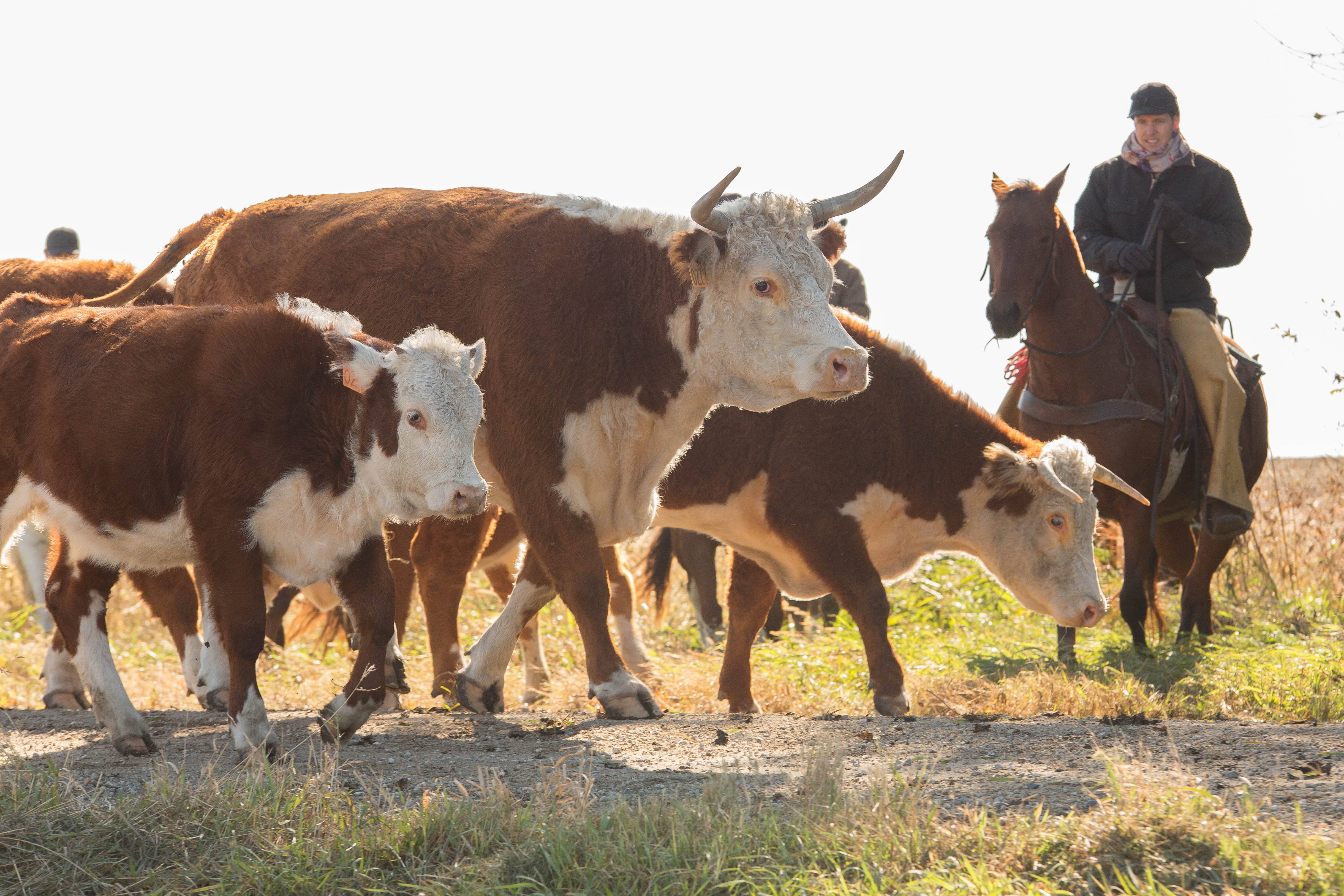 Local Grass Fed Beef | Iowa | Grand View Beef