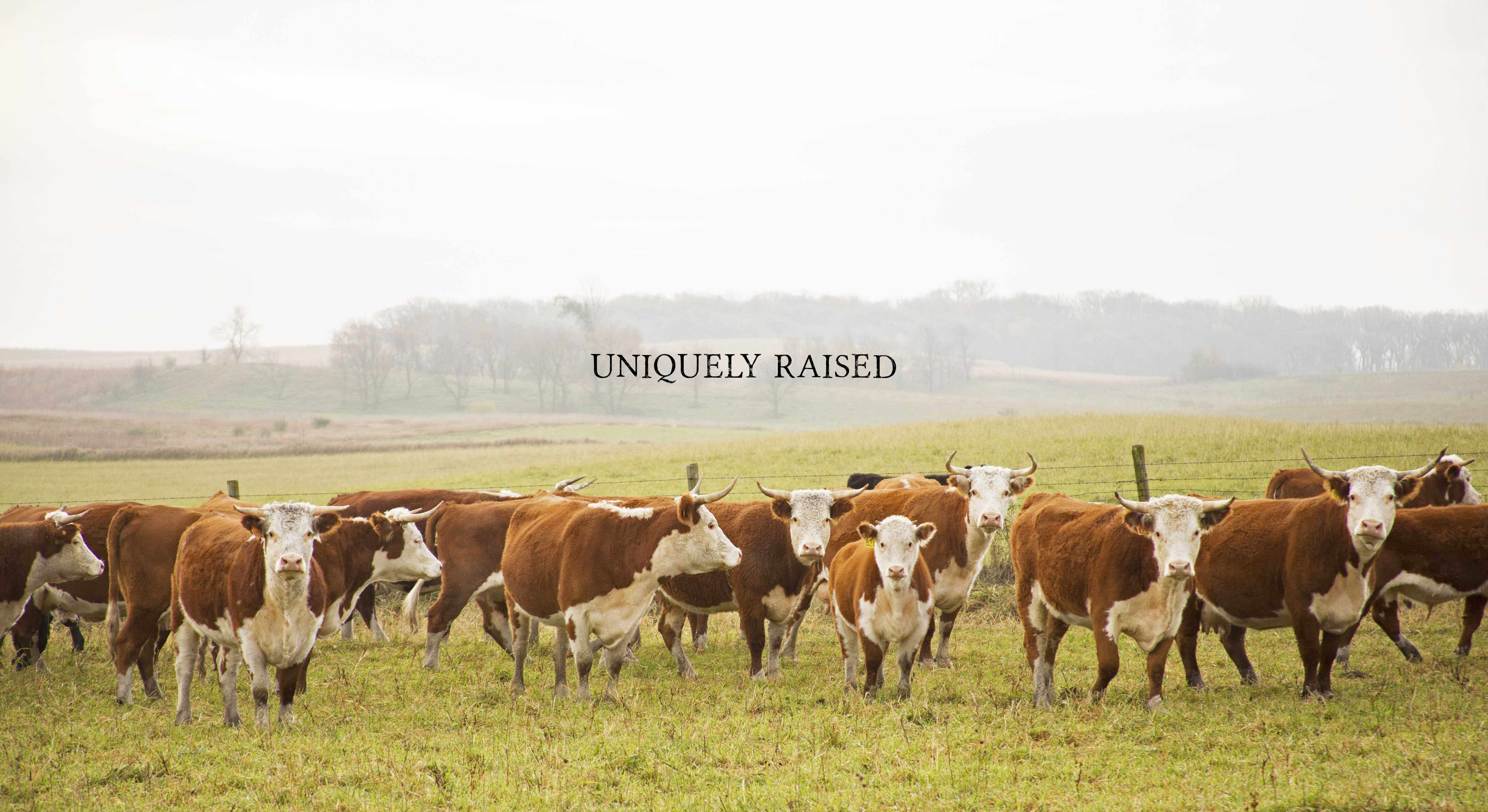 Local Grass Fed Beef | Iowa | Grand View Beef