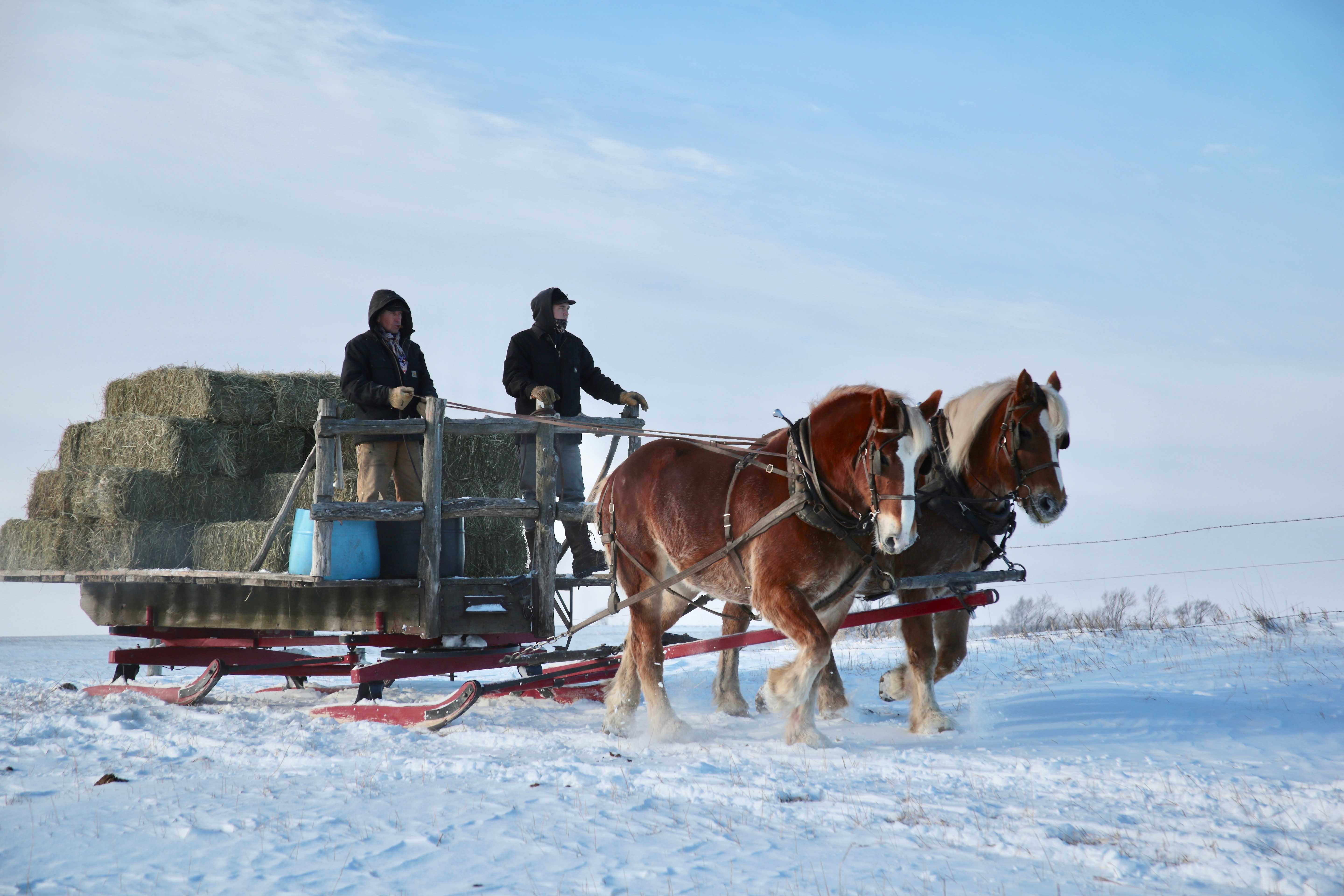 Local Grass Fed Beef | Iowa | Grand View Beef