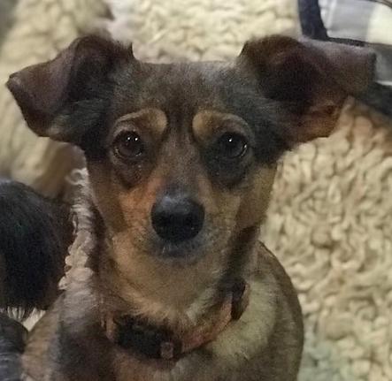 Lar-crew | Little Angels Rescue