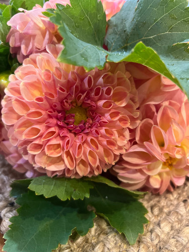 Salmon joy dahlia tuber | Winnindoo Flowers