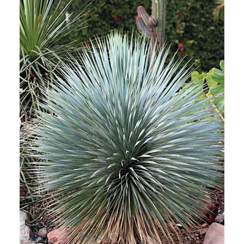 YUCCA 'ROSTRATA' - POT DE 10L | boutique-EVL