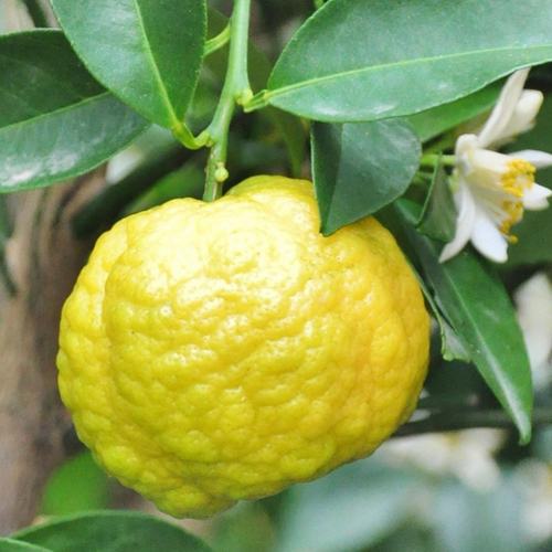 CITRONNIER DOUX (CITRUS LIMETTA PURSHA) - POT DE 5L - 1/4 TIGE ...