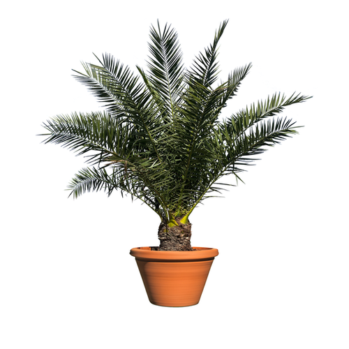 PALMIER DES CANARIES - PHOENIX CANARIENSIS - POT 70L - H200/250CM ...