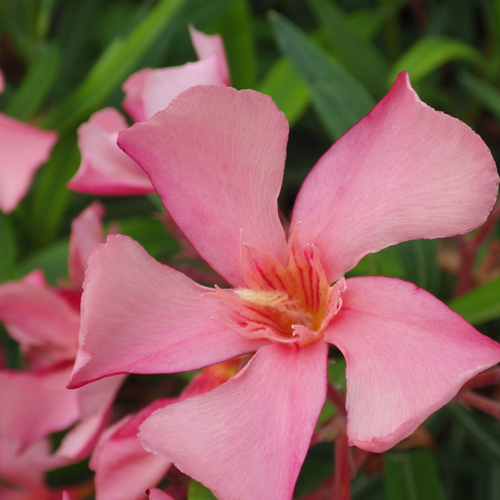 NERIUM OLEANDER SOLEIL LEVANT (ROSE SAUMON) - POT DE 3L | boutique-EVL