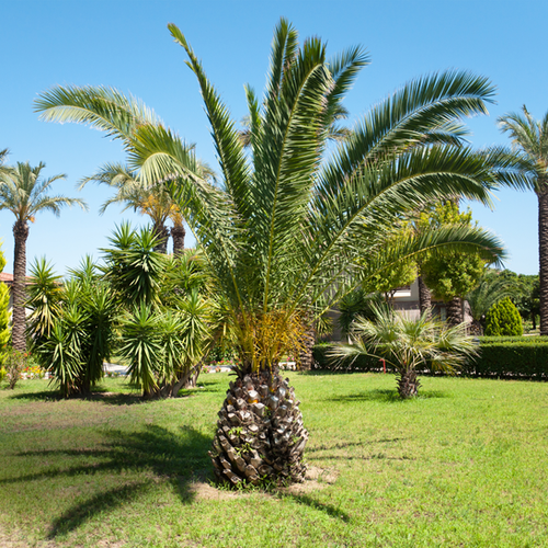 PALMIER DES CANARIES - PHOENIX CANARIENSIS - POT 70L - H200/250CM ...