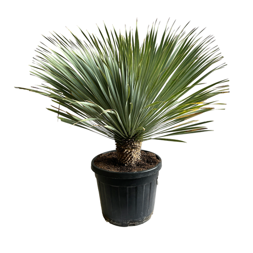 YUCCA ROSTRATA - POT DE 25L | boutique-EVL