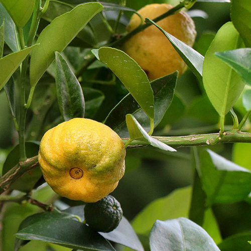 CITRONNIER DOUX PURSHA (CITRUS LIMETTA) - POT DE 5L - 1/4 TIGE ...