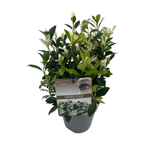 FUSAIN DU JAPON - EUONYMUS JAPONICUS PIERROLINO® - POT Ø15CM | boutique-EVL