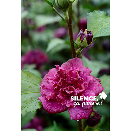 HIBISCUS SYRIACUS FRENCH CABARET® RED 'MINDOUR1' COV - POT 4,5L ...