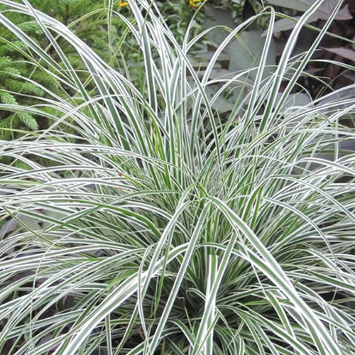 CAREX BLANC - POT DE 2L | boutique-EVL