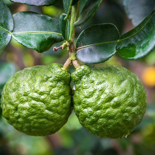 COMBAVA (CITRUS HYSTRIX) - POT DE 5L - 1/4 TIGE | boutique-EVL