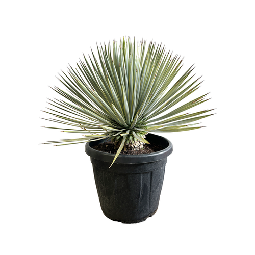 YUCCA ROSTRATA - POT DE 40L | boutique-EVL