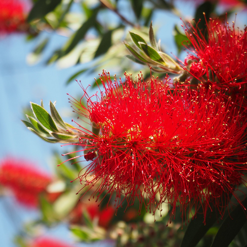 CALLISTEMON ROUGE - CALLISTEMON LAEVIS - POT 5L | boutique-EVL