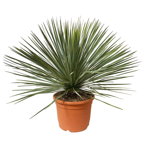 YUCCA ROSTRATA - POT DE 10L - H80/100CM | boutique-EVL