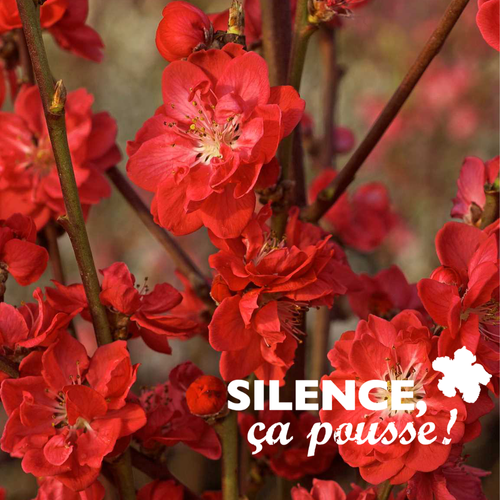 PRUNUS PERSICA (PÊCHER À FLEURS) TAOFLORA® RED 'MINTAO13' cov - POT 10L ...