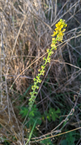 Agrimony Seeds | Forest of Flowers
