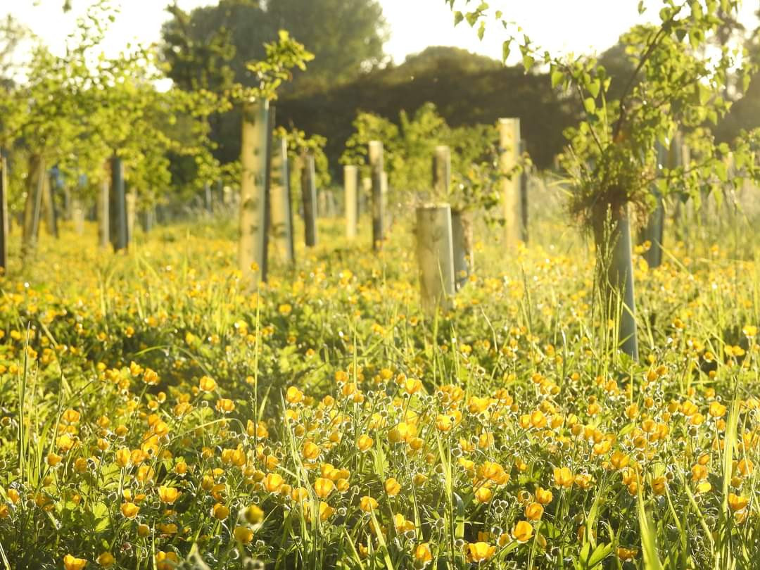 Upcoming Events | Forest of Flowers