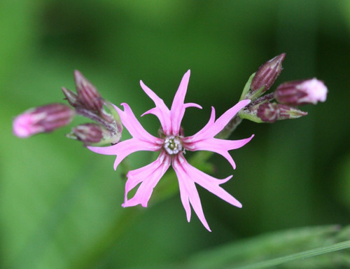 Ragged-robin Seeds | Forest of Flowers