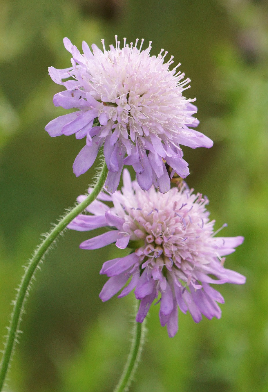 Summer Wildflower Walk *Extra Date* | Forest of Flowers