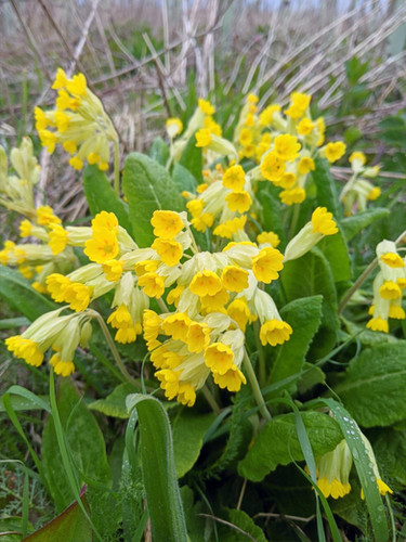 Cowslip Seeds | Forest of Flowers