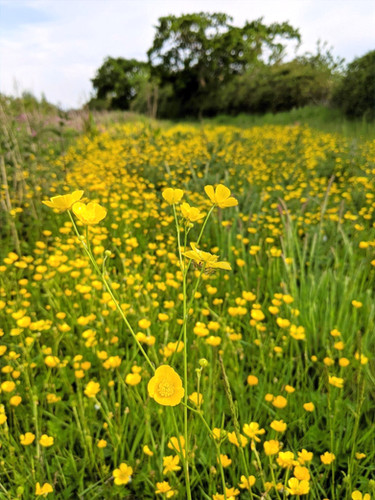Meadow Buttercup Seeds | Forest of Flowers
