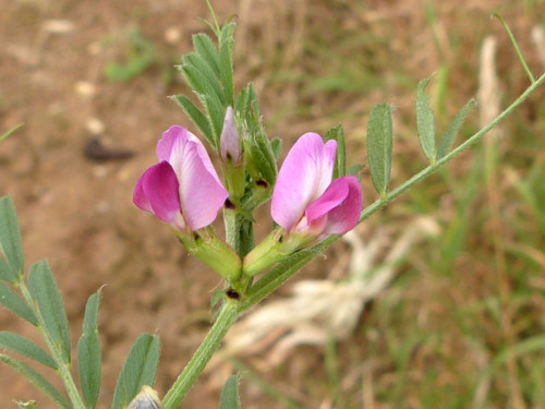 Common Vetch Seeds | Forest of Flowers