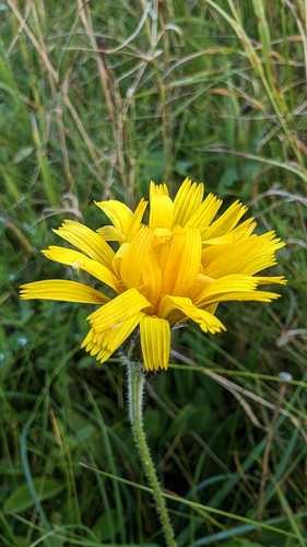 Hawkbit Seeds | Forest of Flowers