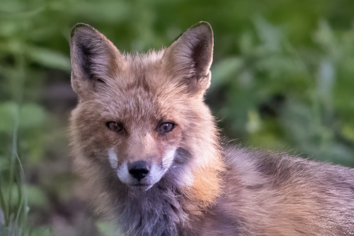 Pennsylvania Fox | JeffGrecoPhotography