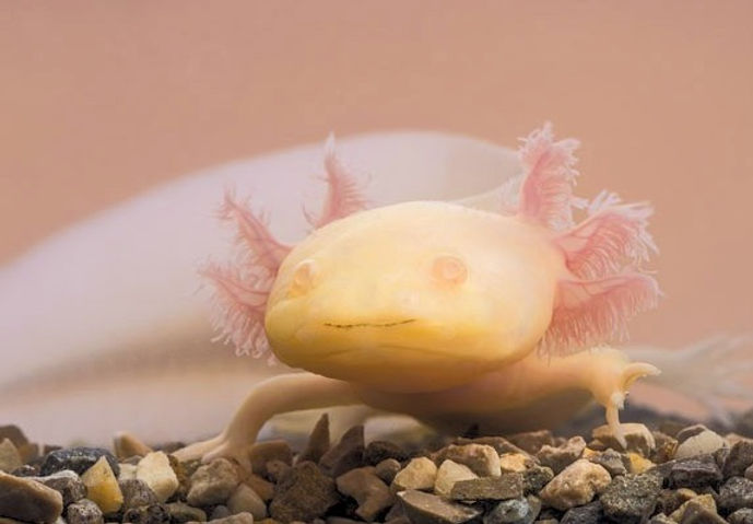 Axolotitlán, el Museo Nacional del Ajolote