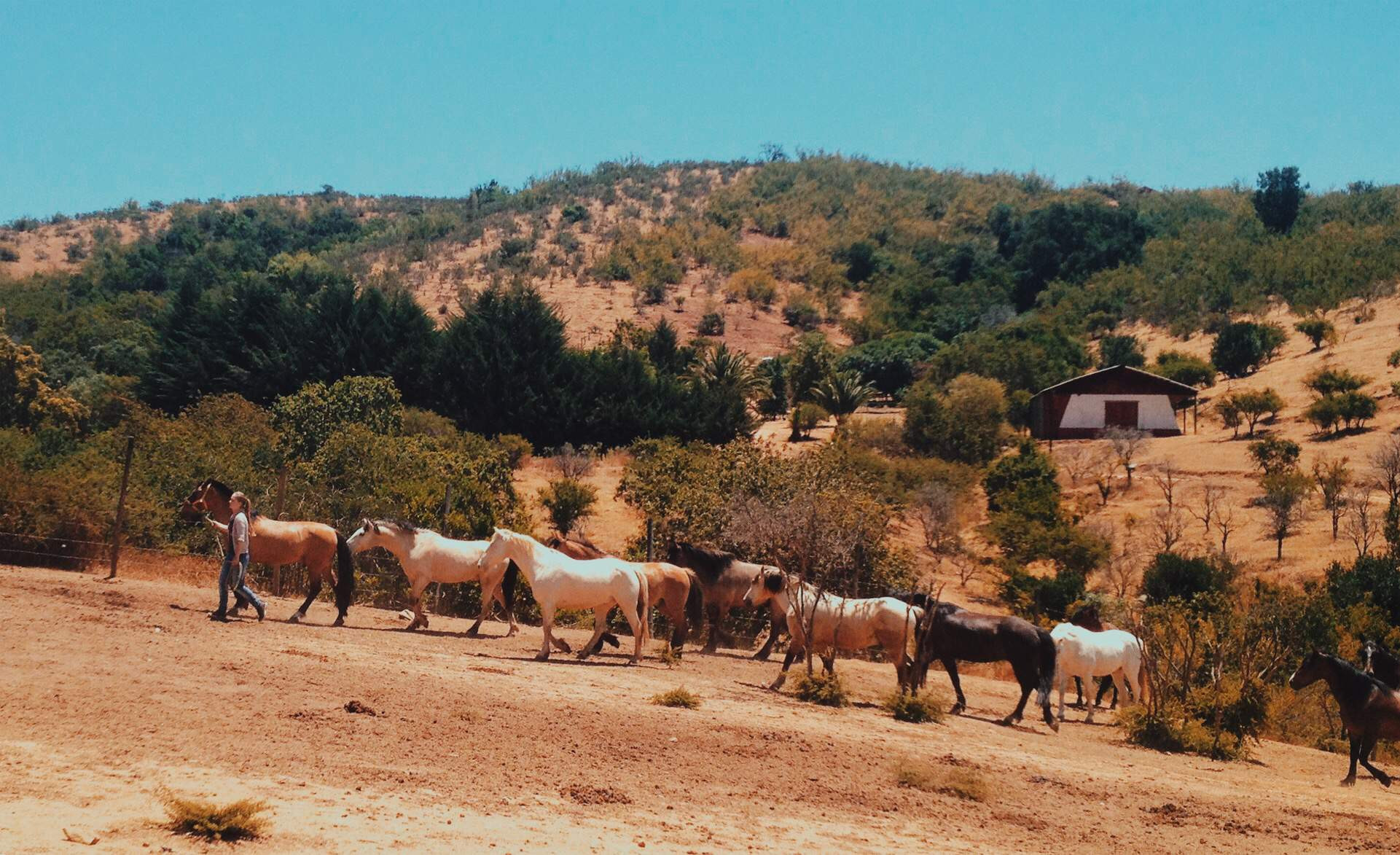 campesano | Chilean Criollo Horses
