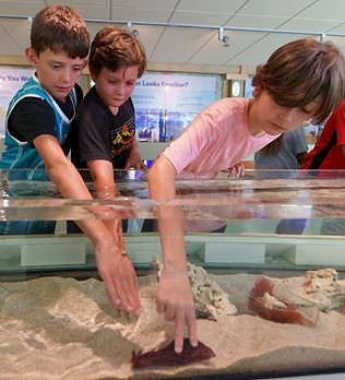 Bailey-Matthews National Shell Museum | Sanibel Island