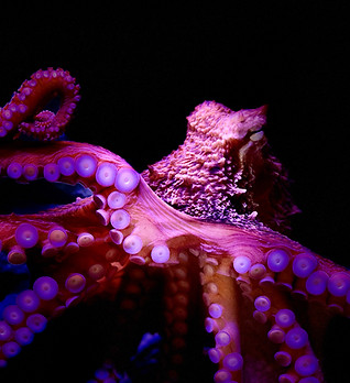 Bailey-Matthews National Shell Museum & Aquarium | Sanibel Island