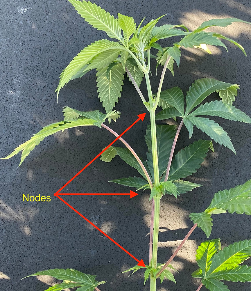 How To Tell A Female From A Male Cannabis Plant Before It Flowers