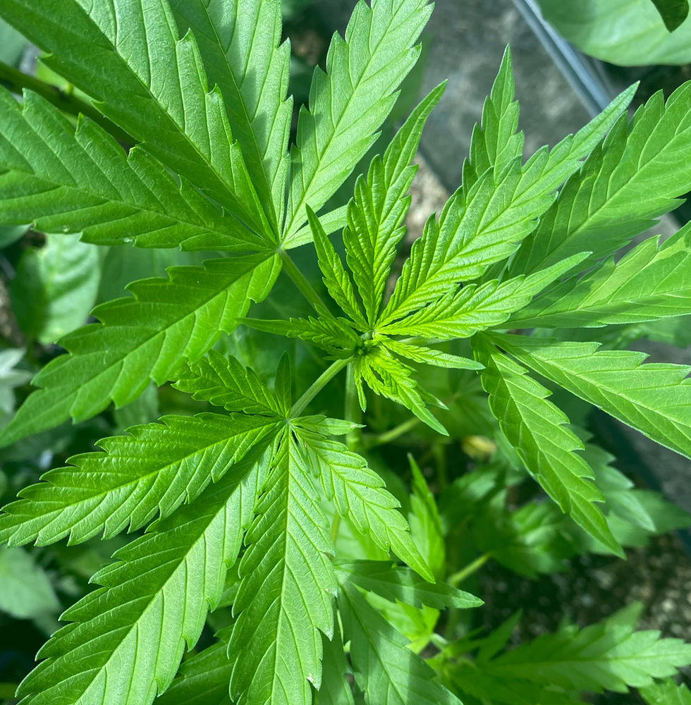 Mutant Cannabis