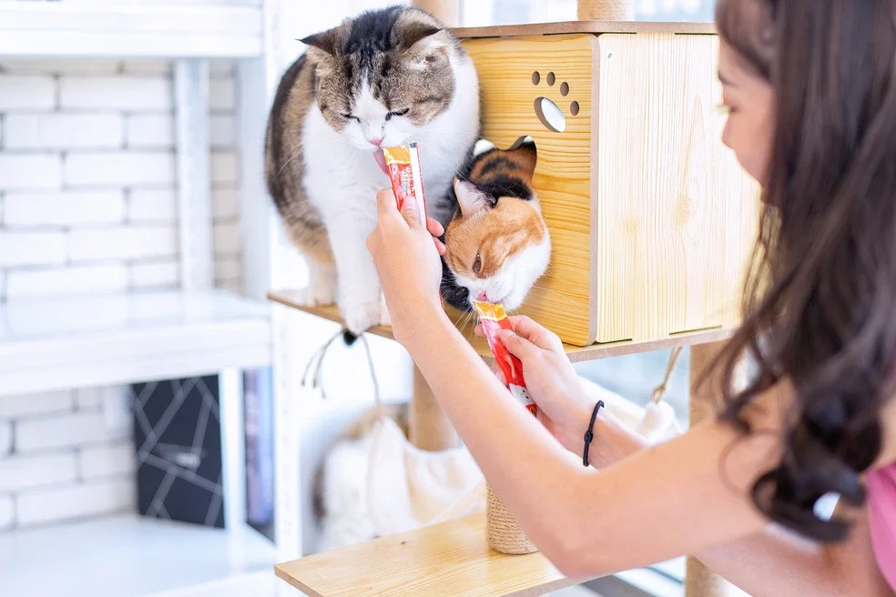 5 Top Cat Cafes in Hong Kong to Visit