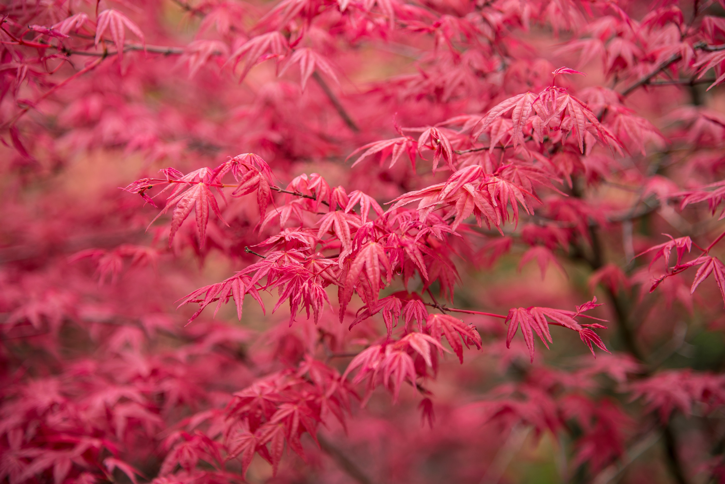 Ornamental Acers at Derrys Nurseries Cossington