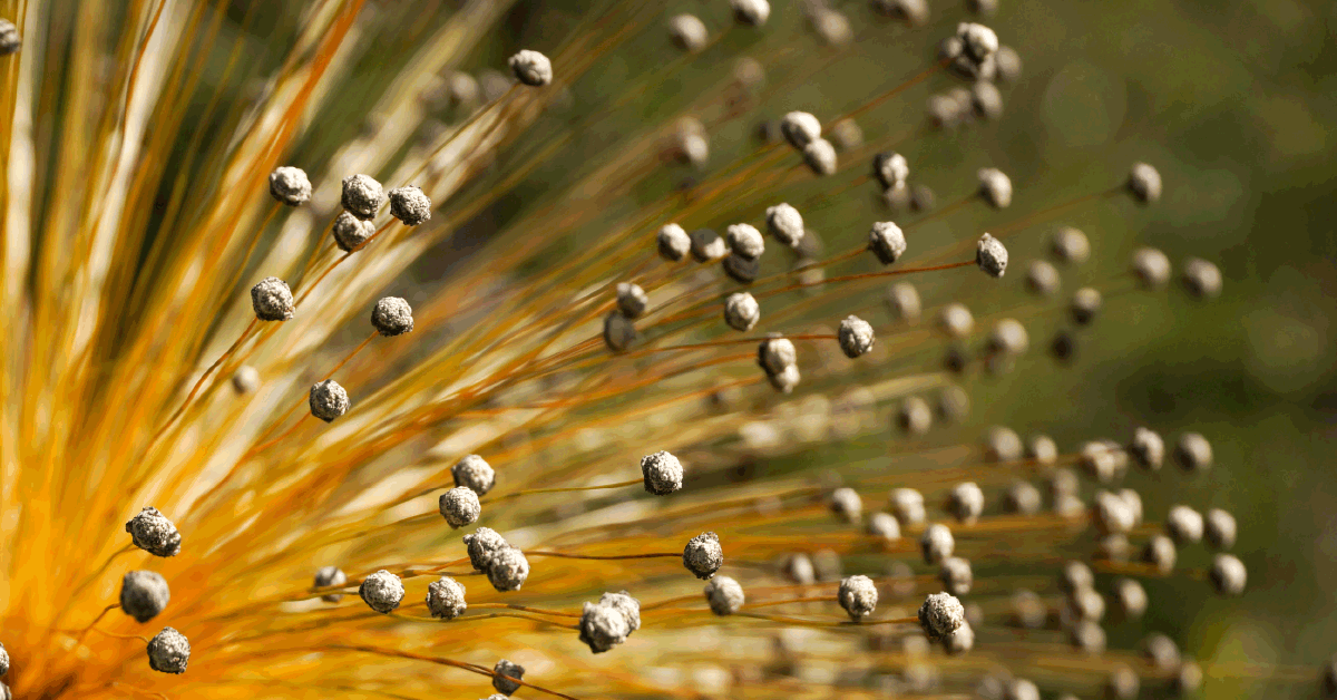 THE PLANT | Golden Grass