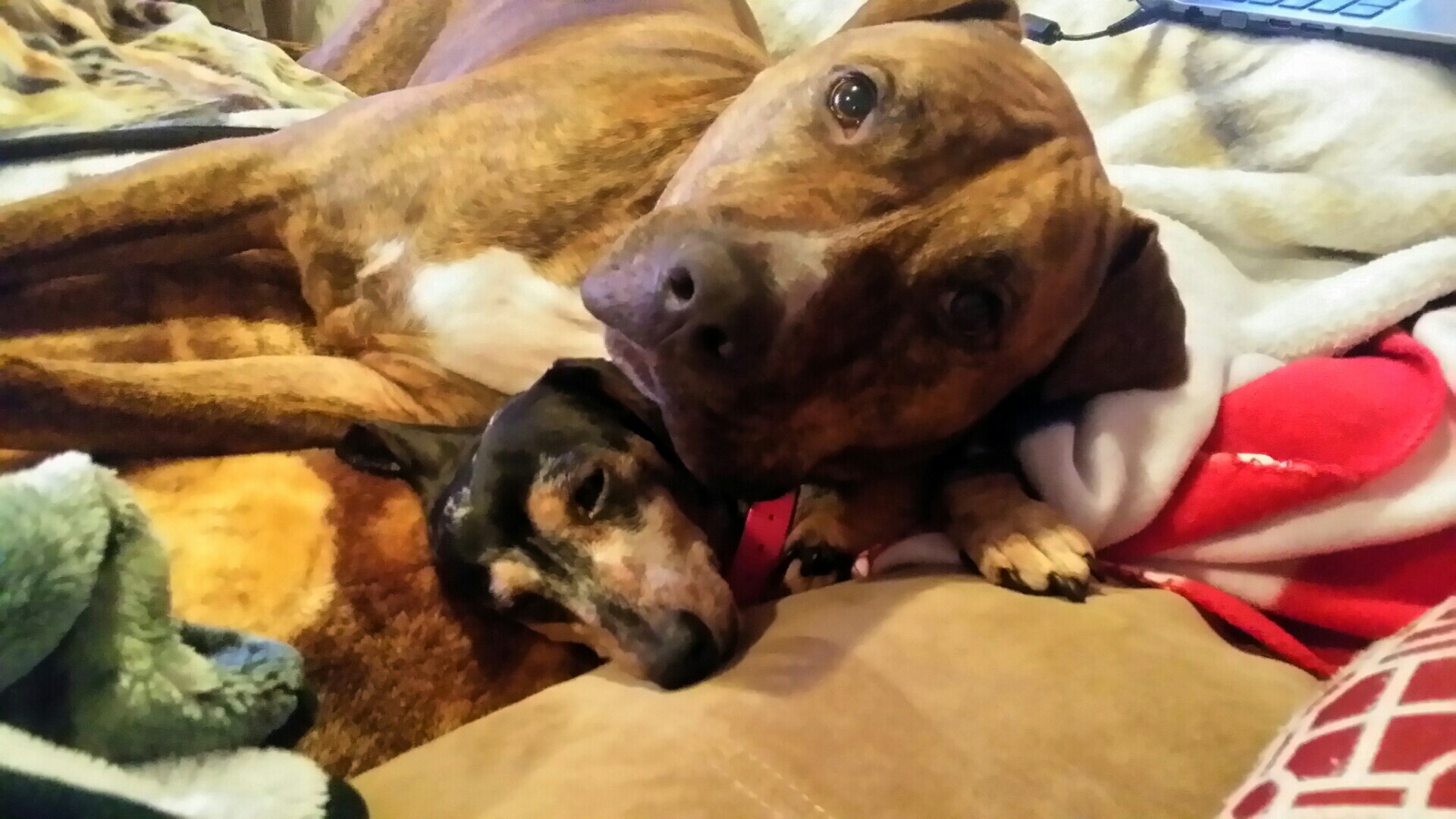 Adopt a Pet of Shelton, WA