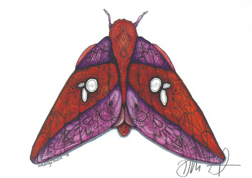 Pink Striped Oakworm Moth PRINT Watercolor and Pen & Ink by Haylee ...