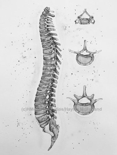Black and White Spine Print, Watercolor and Pen & Ink, by Haylee ...