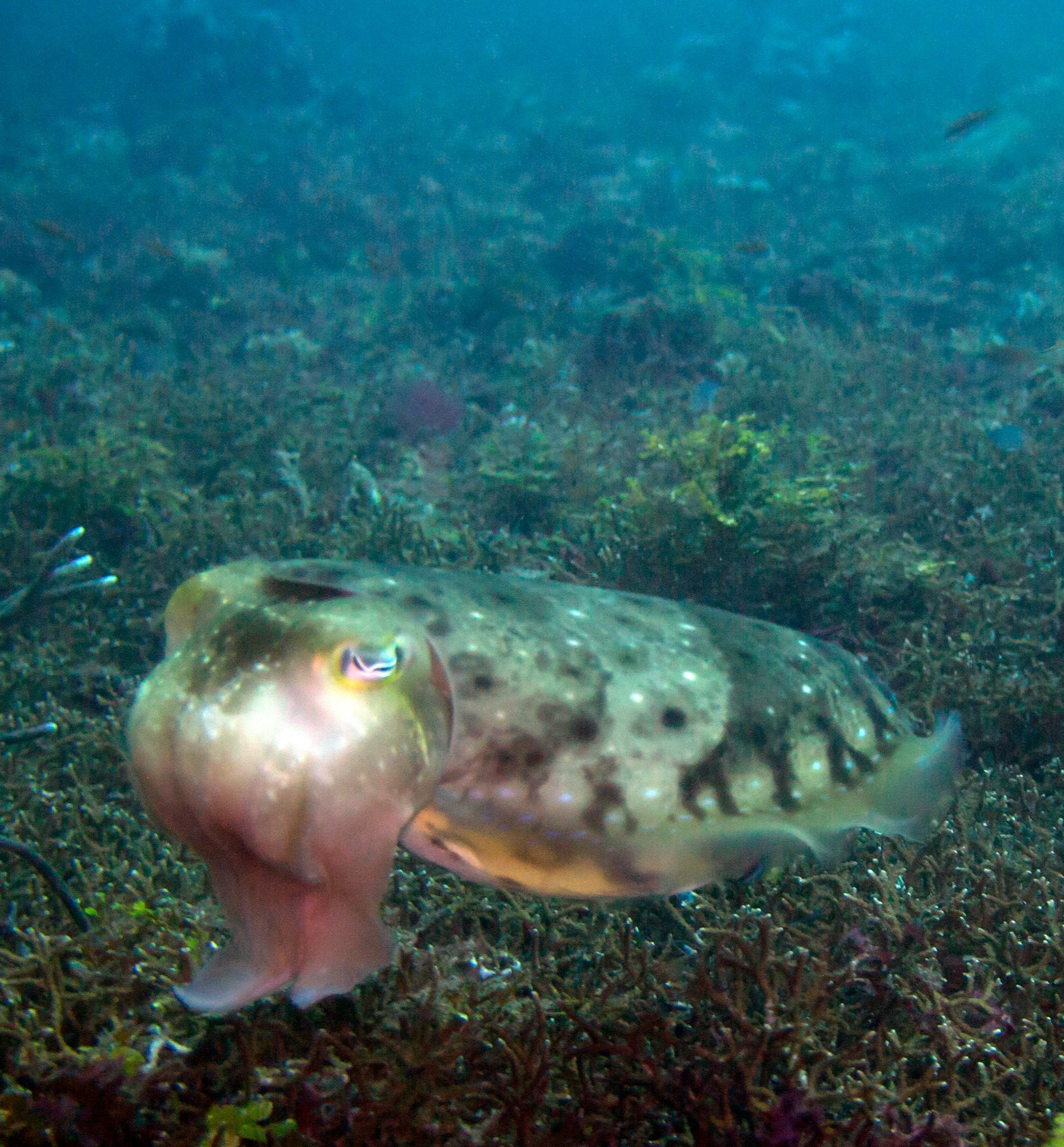 Fira de la Sípia | Cuttlefish Fair in Alcudia | In Mallorca Magazine ...